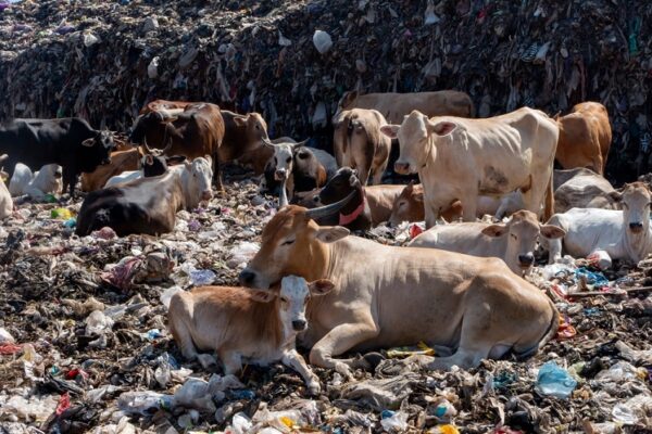Cow Eating Plastic: Environmental Consequences and Solutions