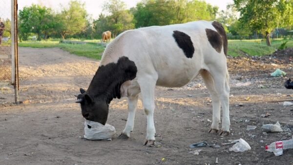 Cow Eating Plastic: Environmental Consequences and Solutions