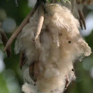 Kapok Fiber: Eco-Friendly Alternative To Synthetic Materials